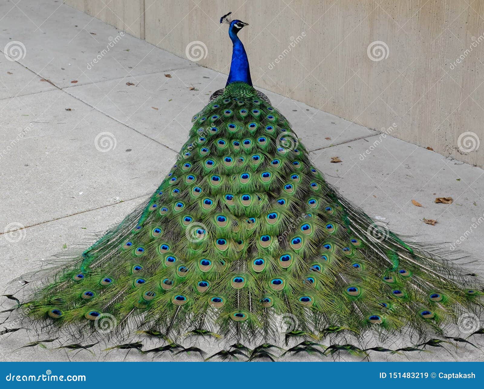 Peacock Strutting in Half Plumage Stock Image - Image of sidewalk ...