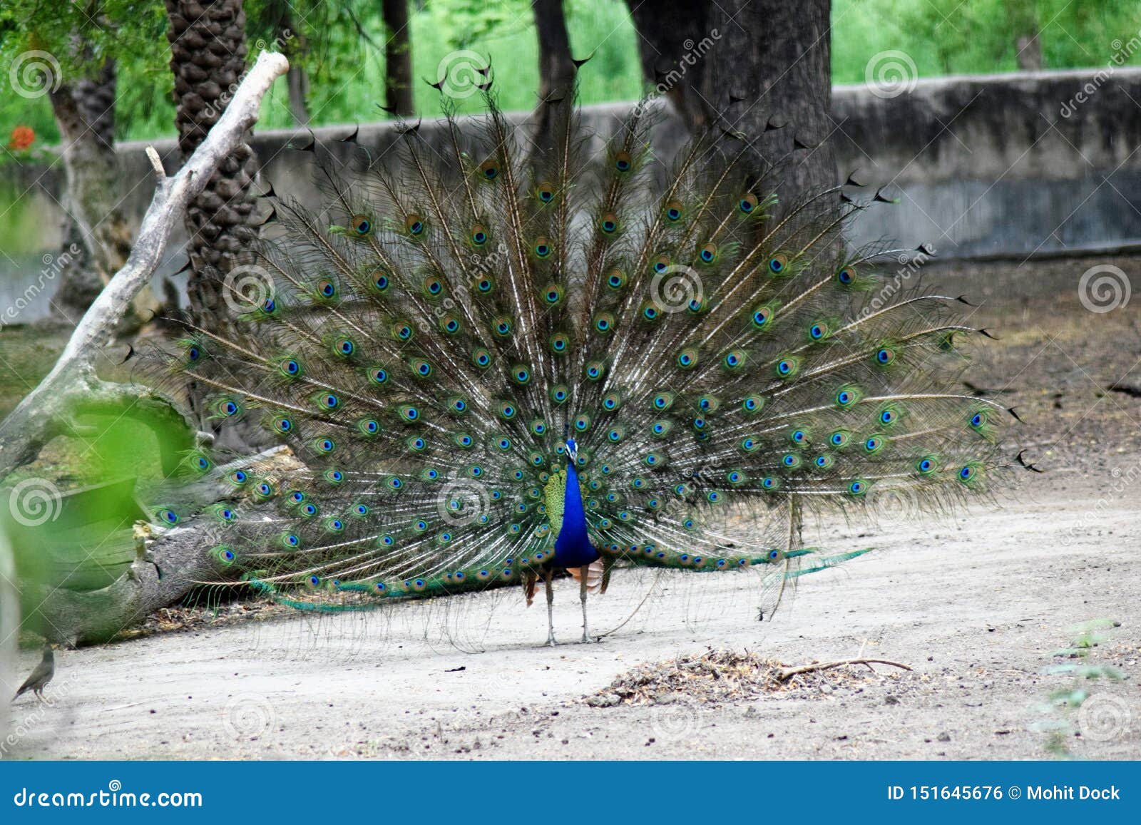 Peacock is sign of Monsoon stock photo. Image of dacing - 151645676