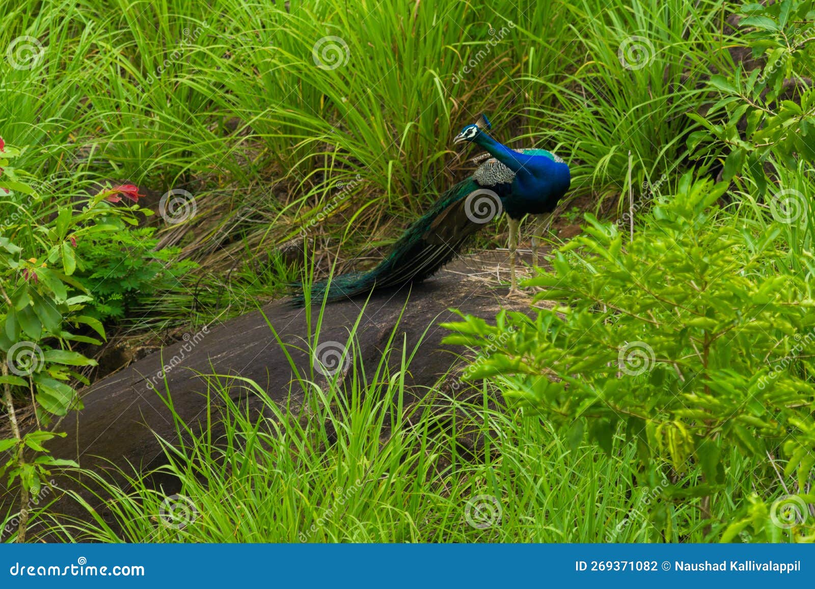 Peacock sitting alone stock photo. Image of blue, bird - 269371082