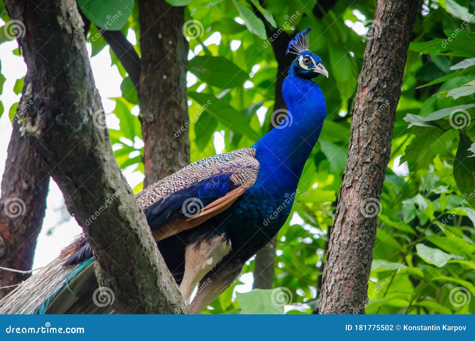 Peacock Sitting on a Branch of a Tree Stock Photo - Image of peacock ...