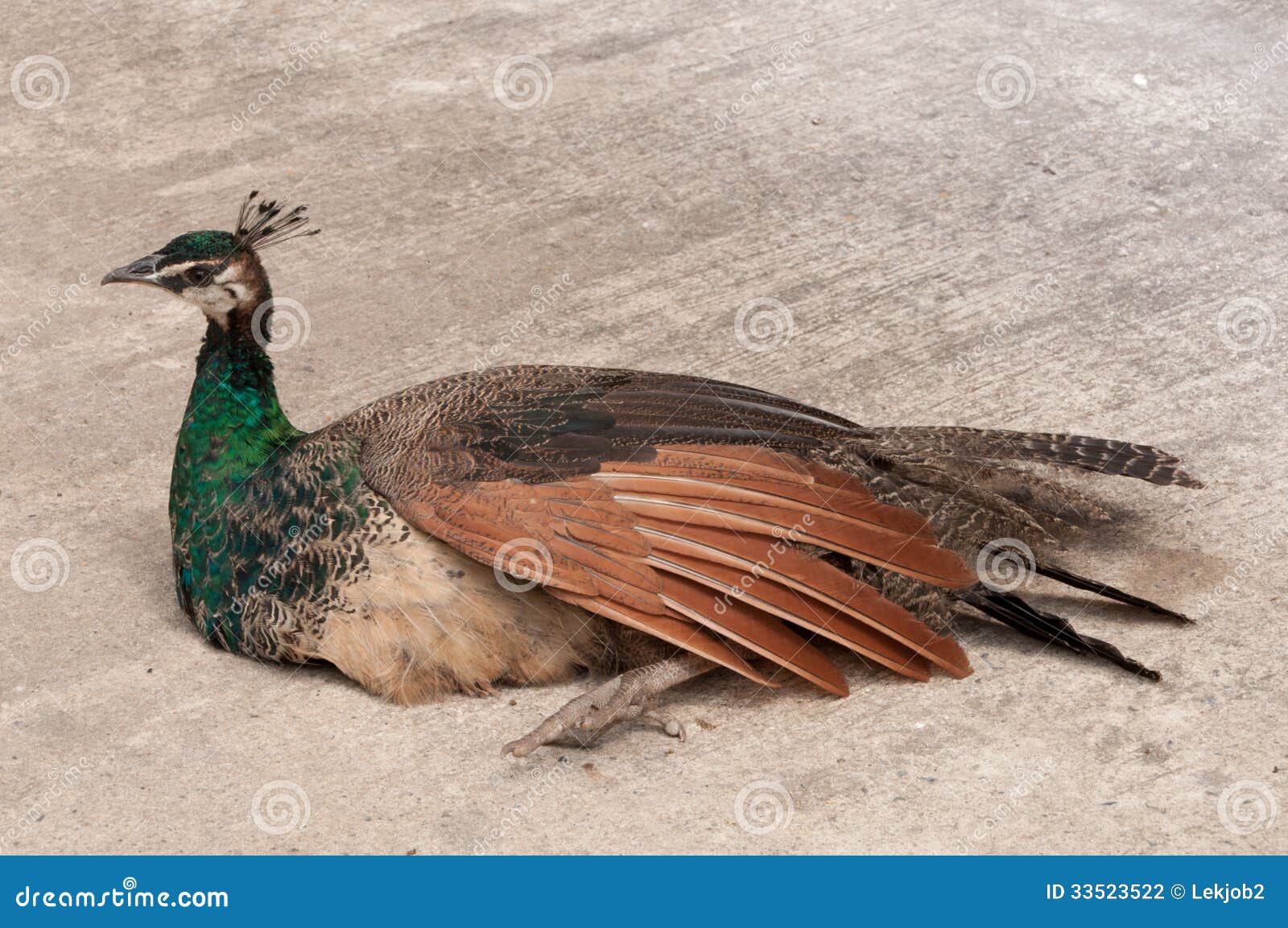 Peacock sitting stock photo. Image of animal, bird, peacock - 33523522