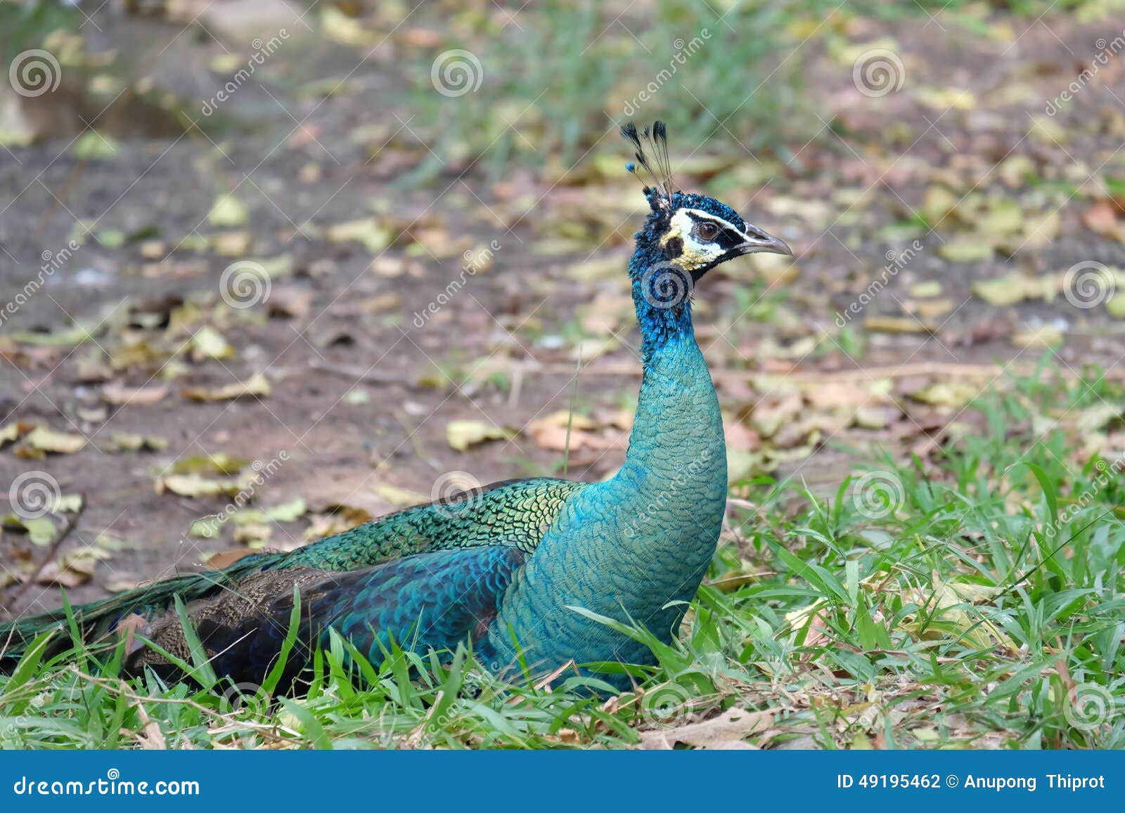 Peacock is Sitting on the Ground Stock Photo - Image of male, neck ...