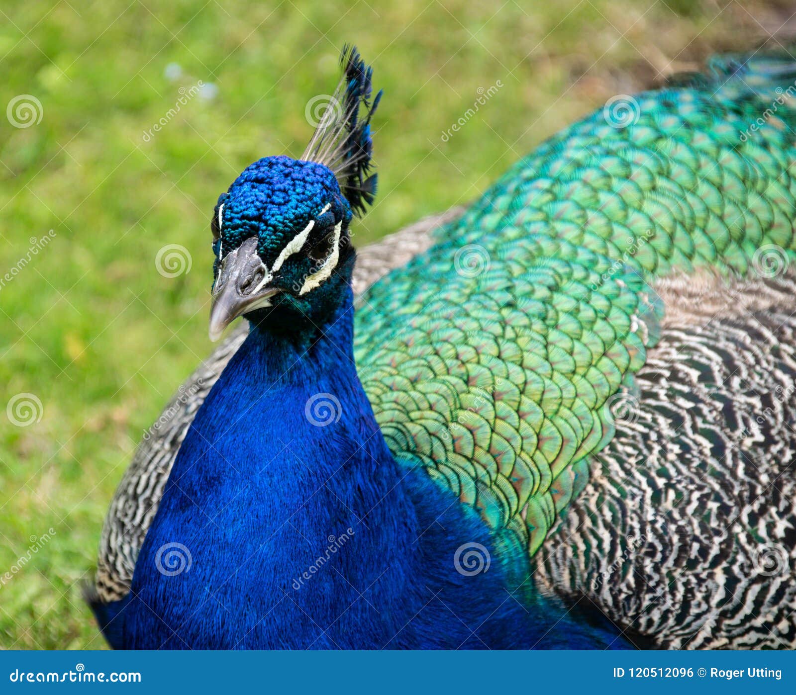A peacock sitting stock photo. Image of aves, creature - 120512096