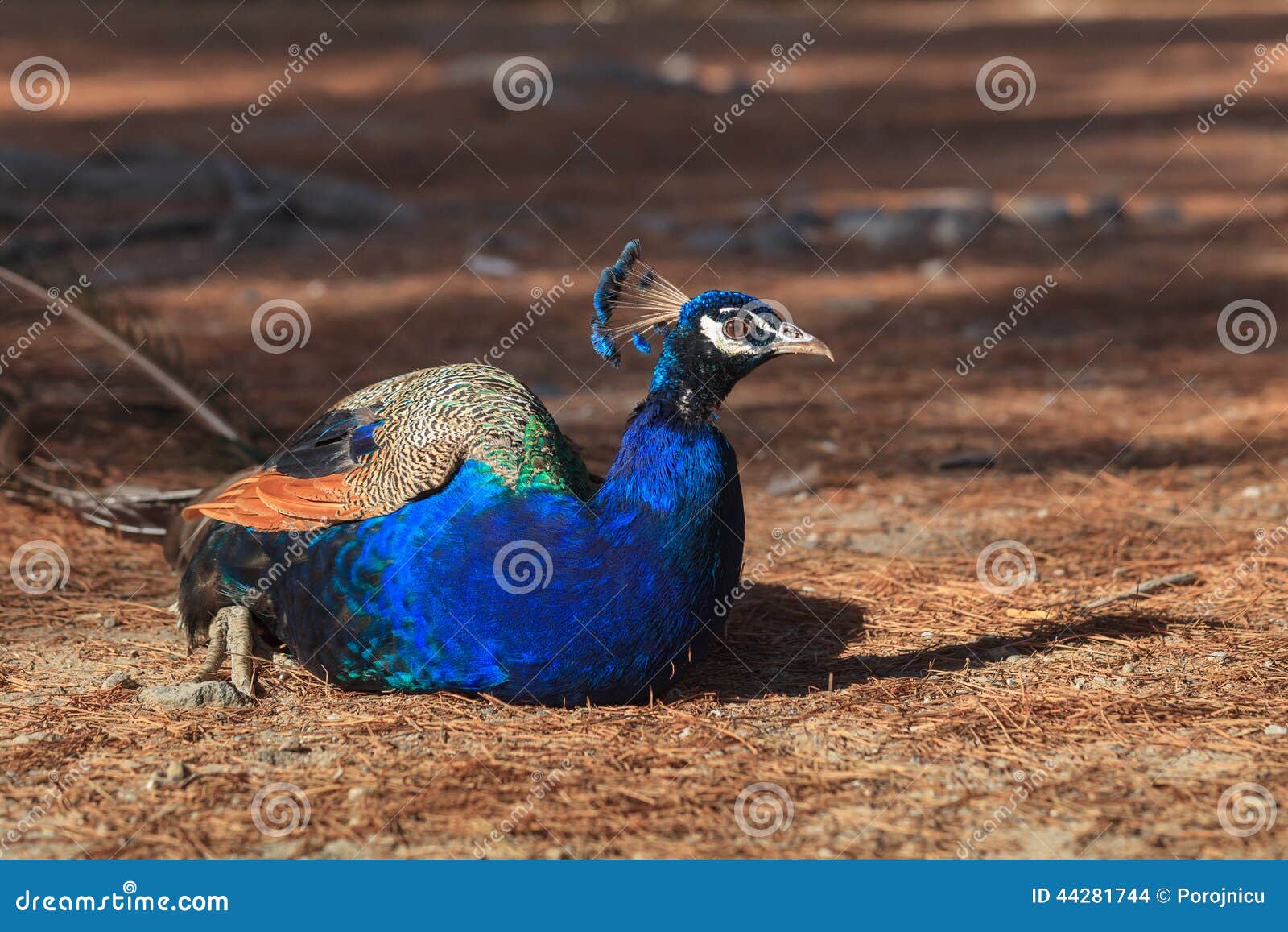 Peacock stock photo. Image of greece, area, tree, animal - 44281744