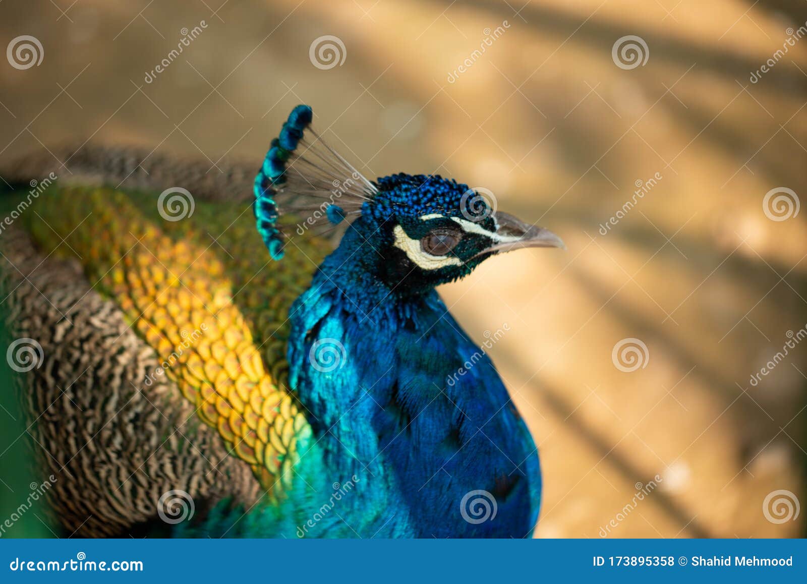 Peacock Sitting and Posing for Tourists Stock Photo - Image of beak ...