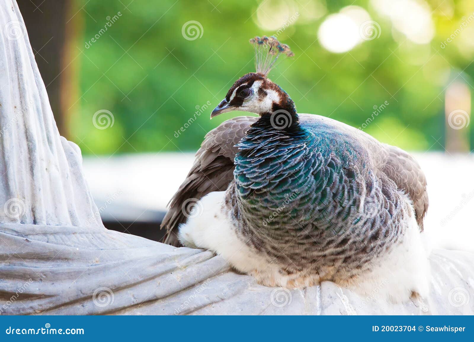 Peacock Sitting on a Sculpture Stock Photo - Image of head, cristatus ...