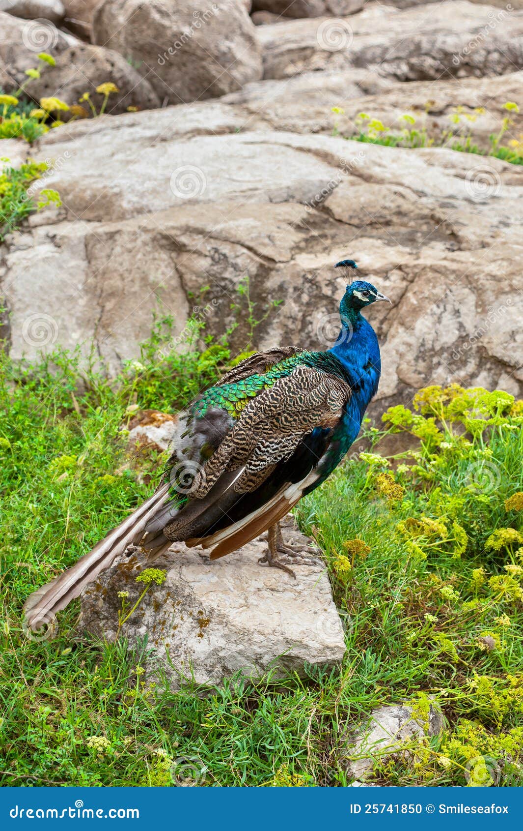 Peacock Sitting on the Stone Stock Photo - Image of green, bright: 25741850
