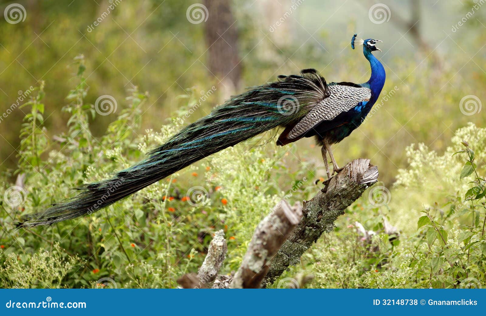 Peacock stock photo. Image of color, colorful, tail, feathers - 32148738