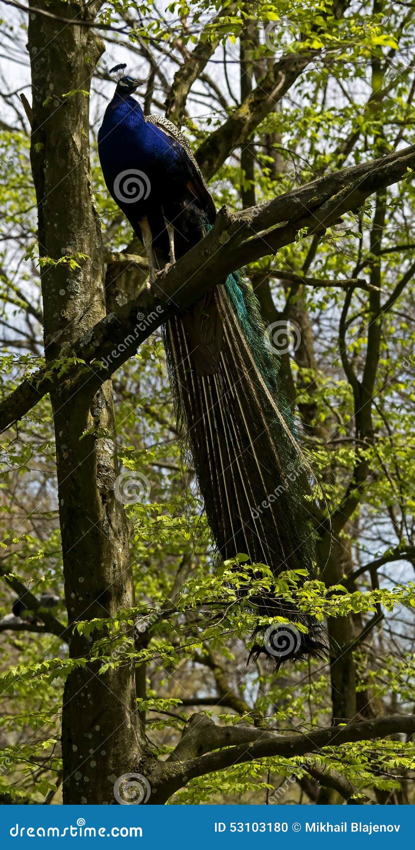 Peacock 2 stock photo. Image of male, colorful, nice - 53103180
