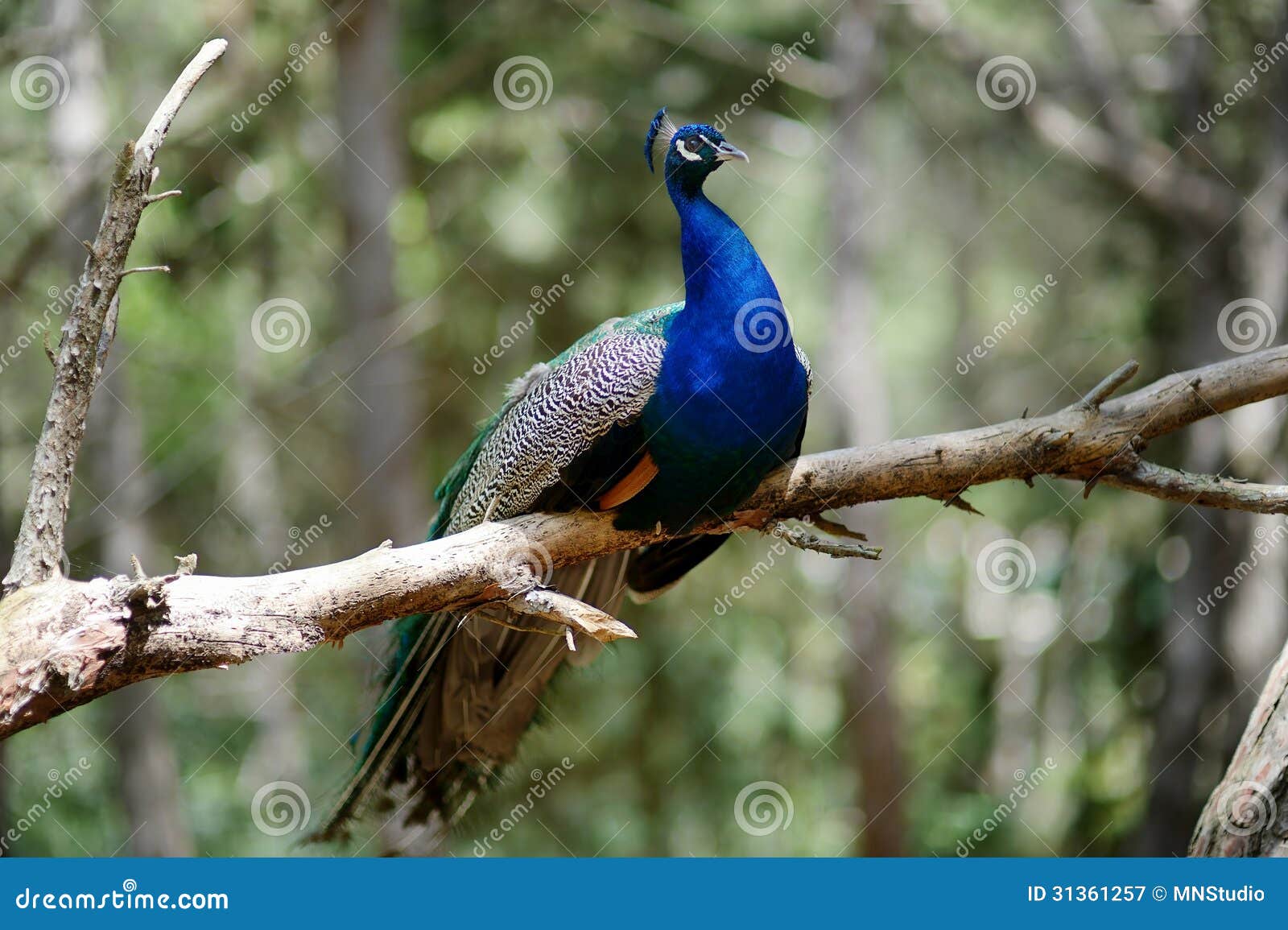 A Peacock Sitting on a Tree Branch Stock Image - Image of majestic ...