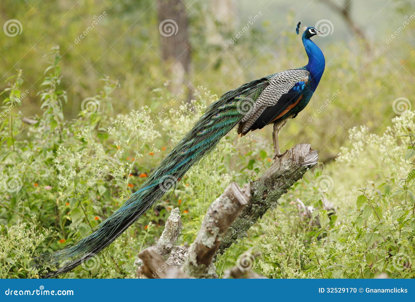 Peacock stock photo. Image of indian, feather, colours - 32529170