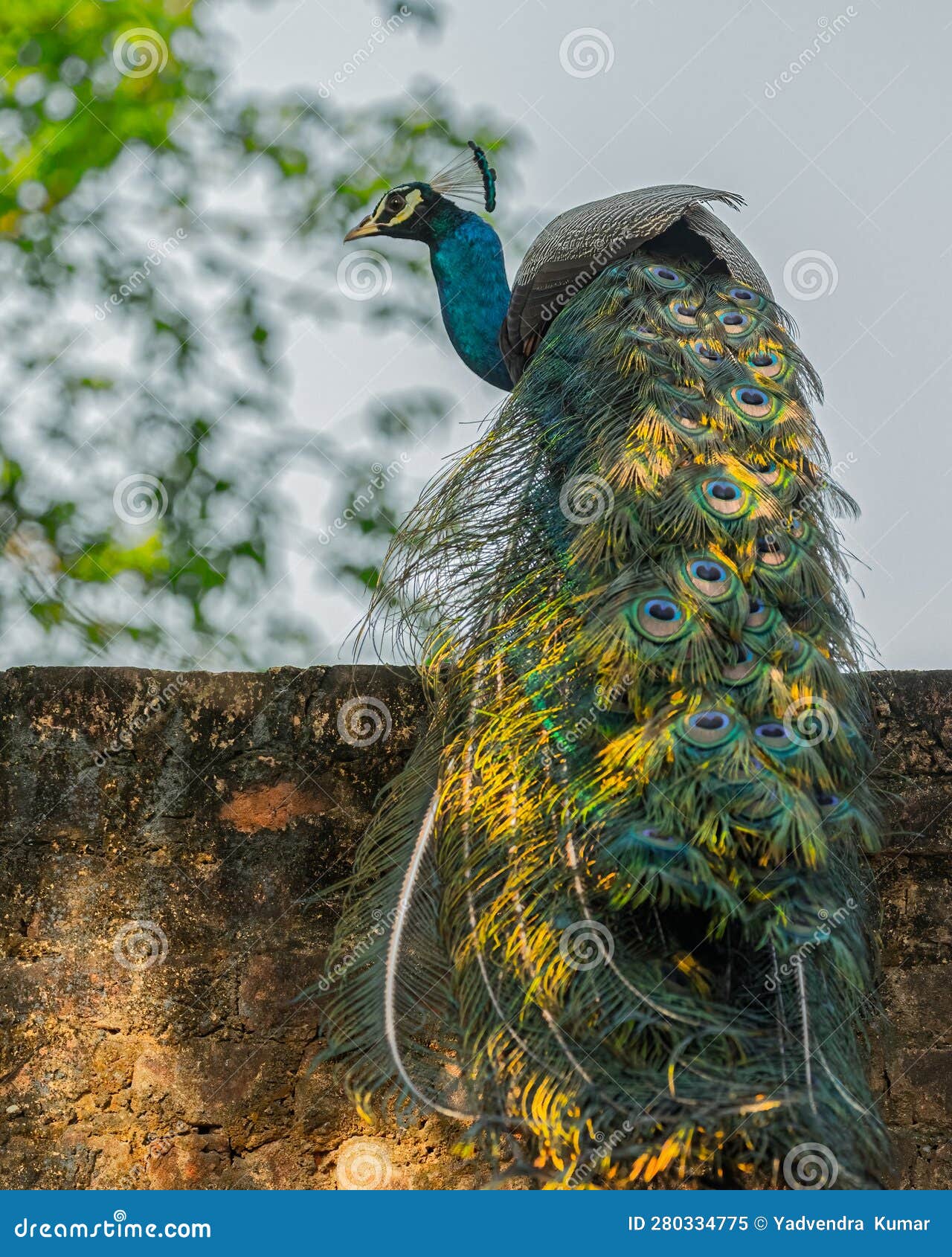 A Peacock sitting stock image. Image of ritual, isolated - 280334775