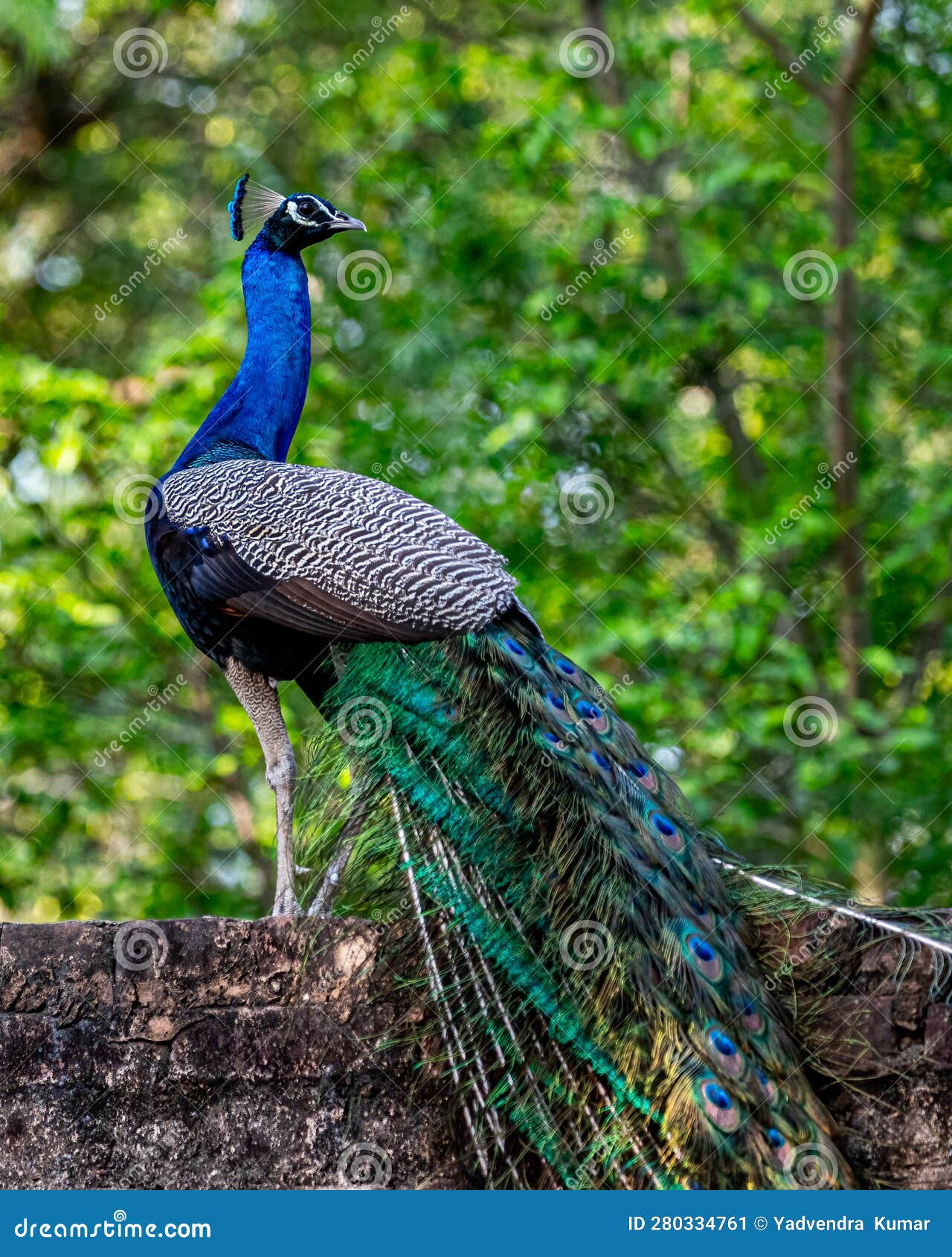 A Peacock Sitting on a Wall and Looking Back Stock Image - Image of ...