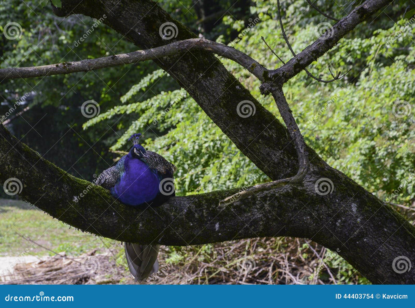 Peacock Sleeping on a Tree Branch Stock Photo - Image of color, tail ...