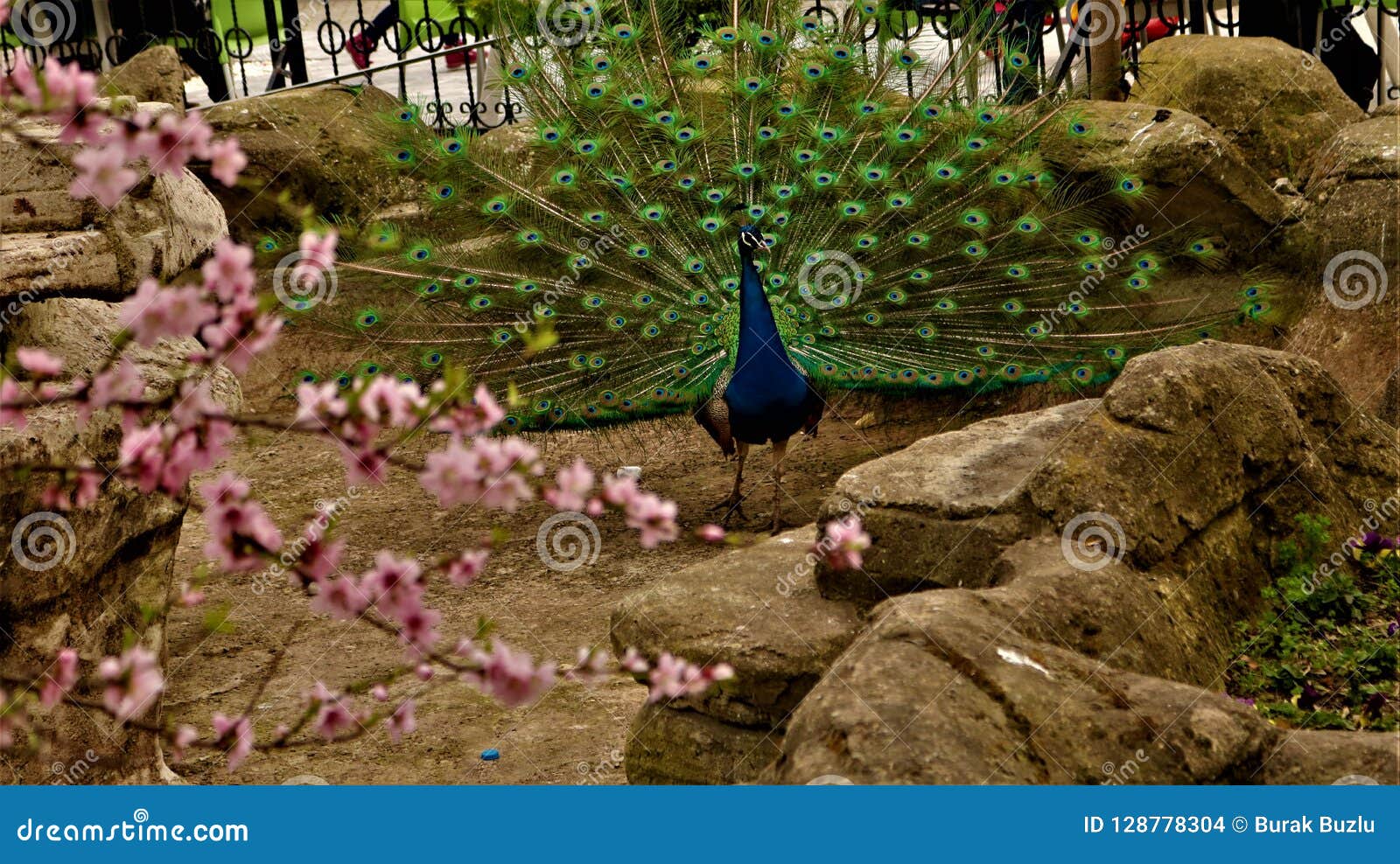 Peacock in Spring in the Park Stock Photo - Image of natural, green ...