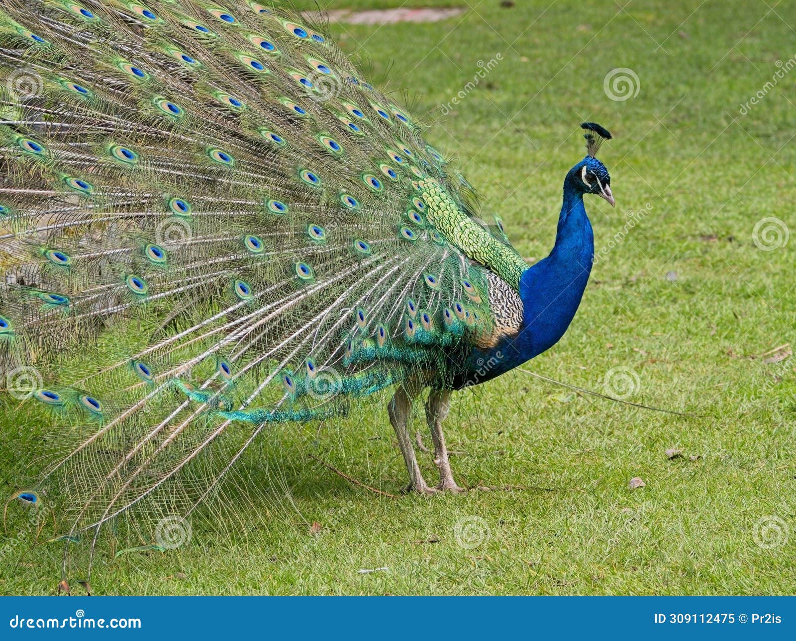 Peacock in the spring stock image. Image of green, pretty - 309112475