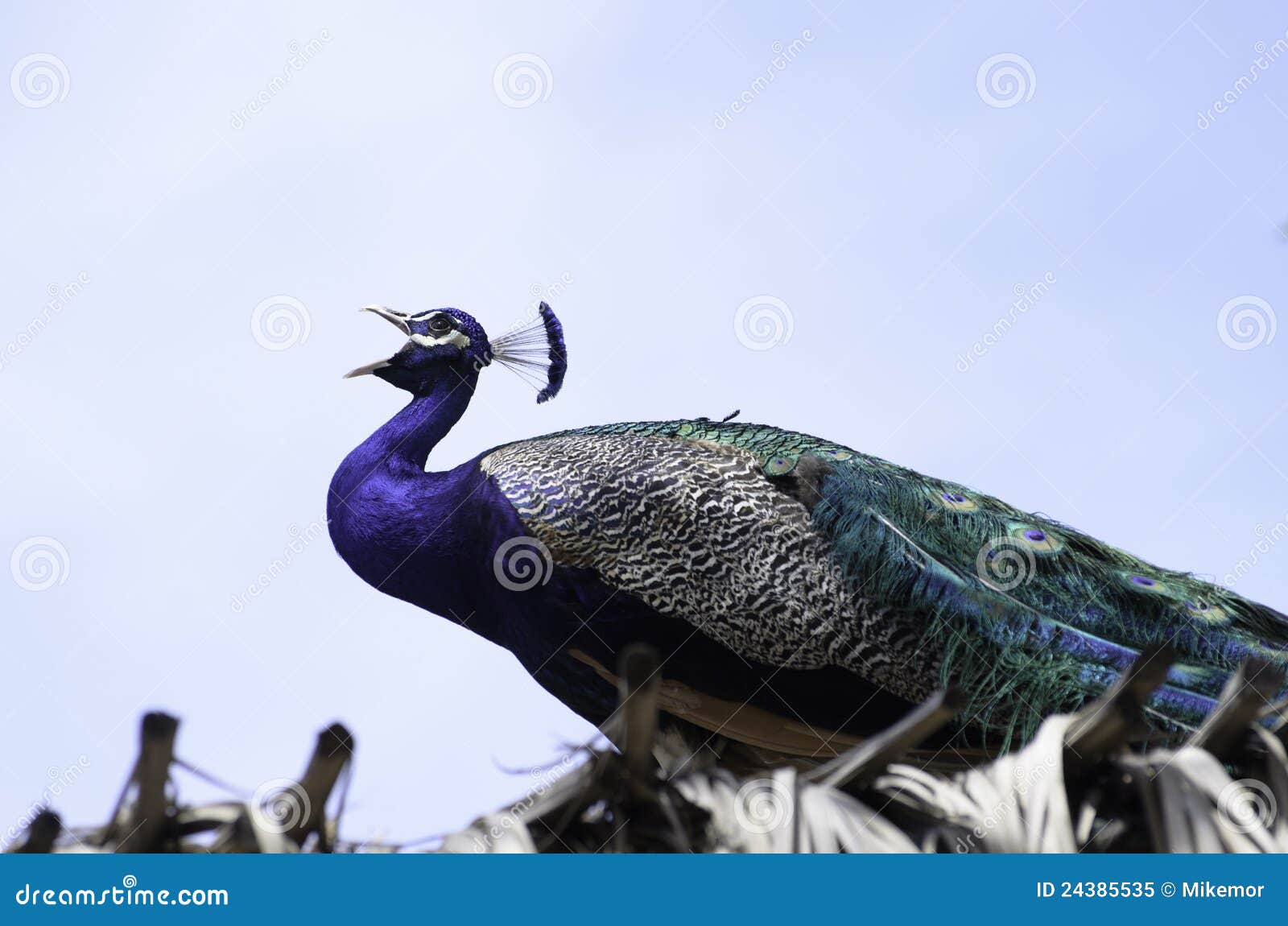 Peacock squealing stock image. Image of beak, tassel - 24385535