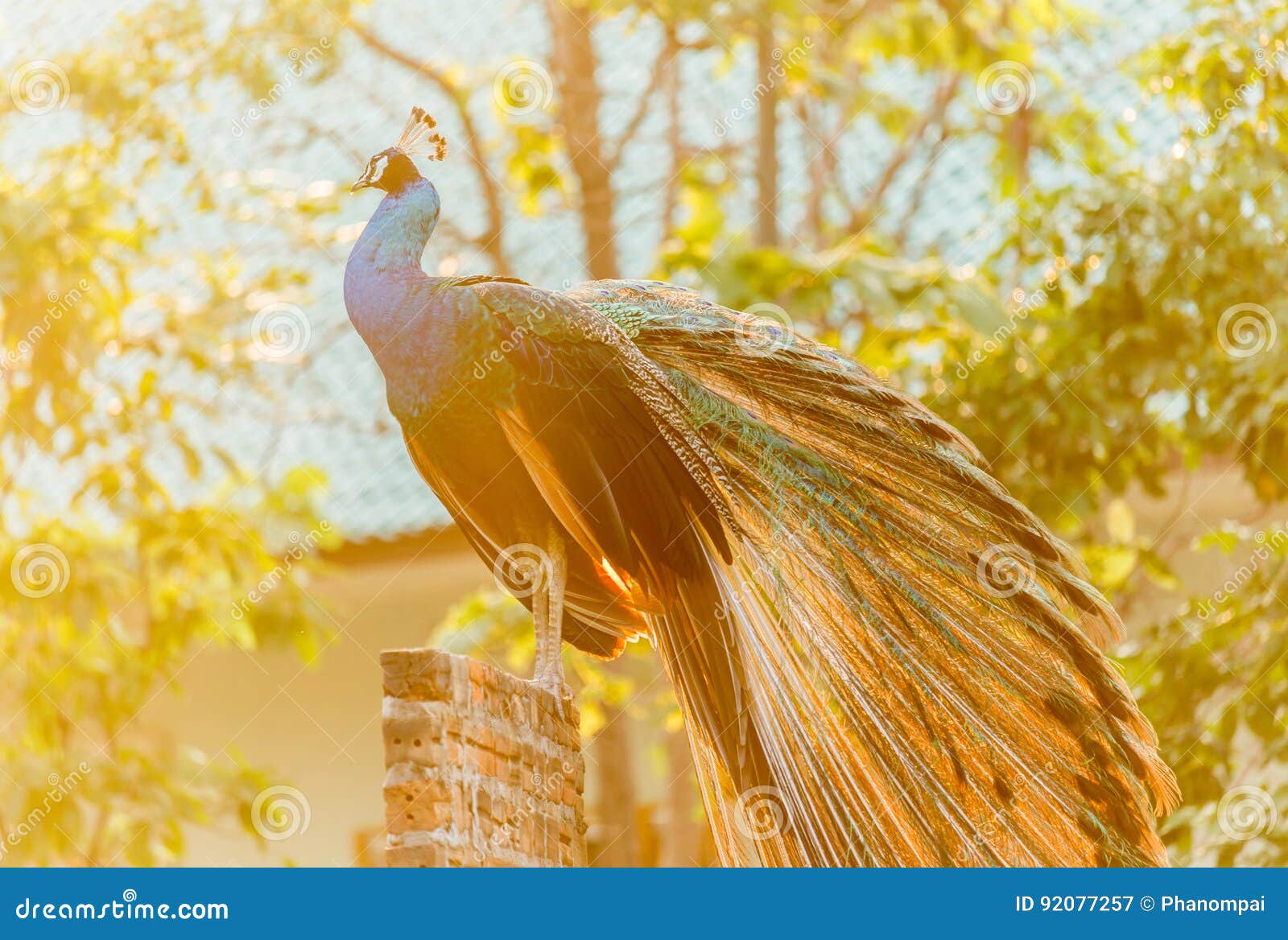 Peacock Standing on the Fence in the Morning Sunrise Stock Image ...
