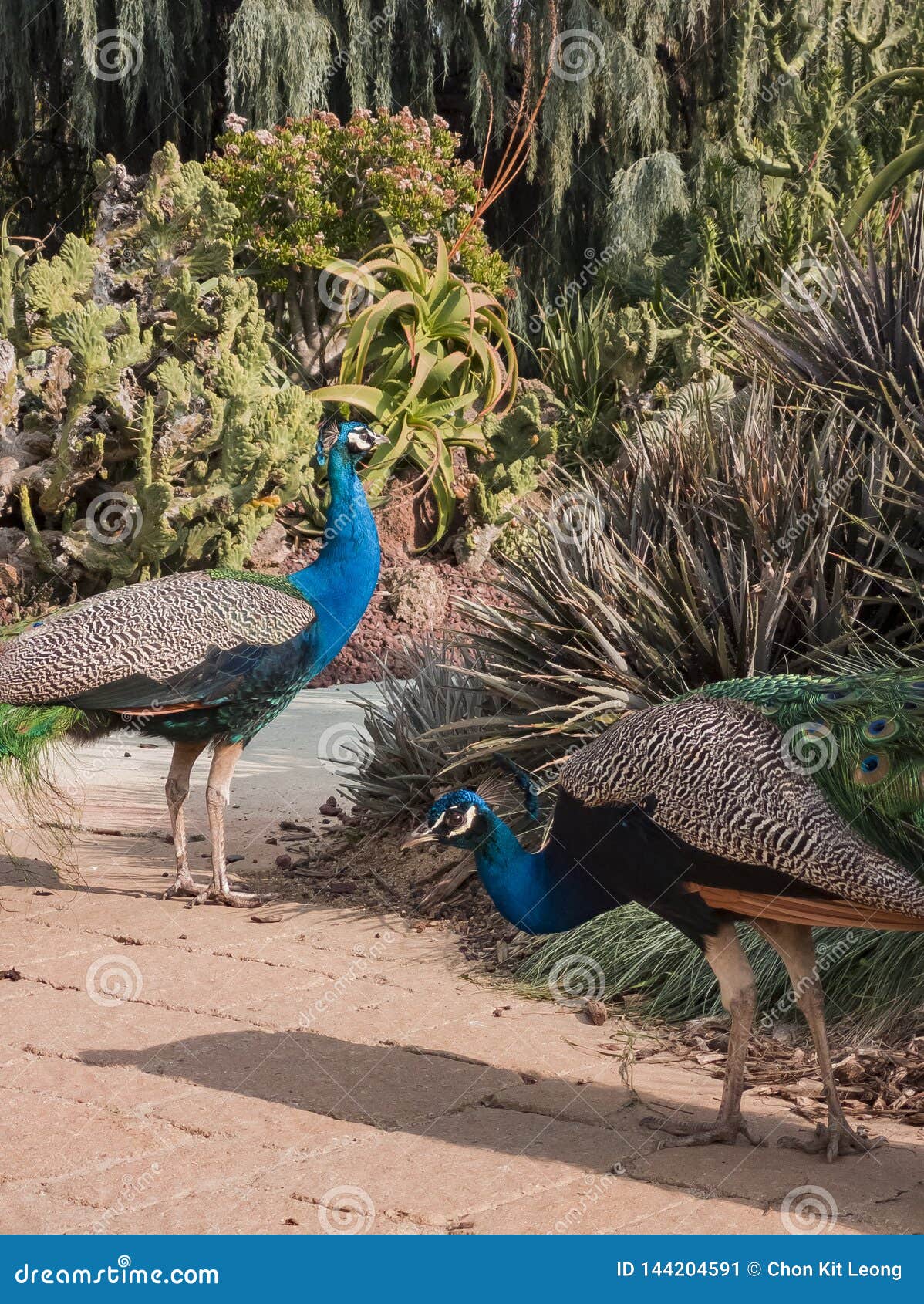 Peacock Standing in the Forest Stock Image - Image of america ...