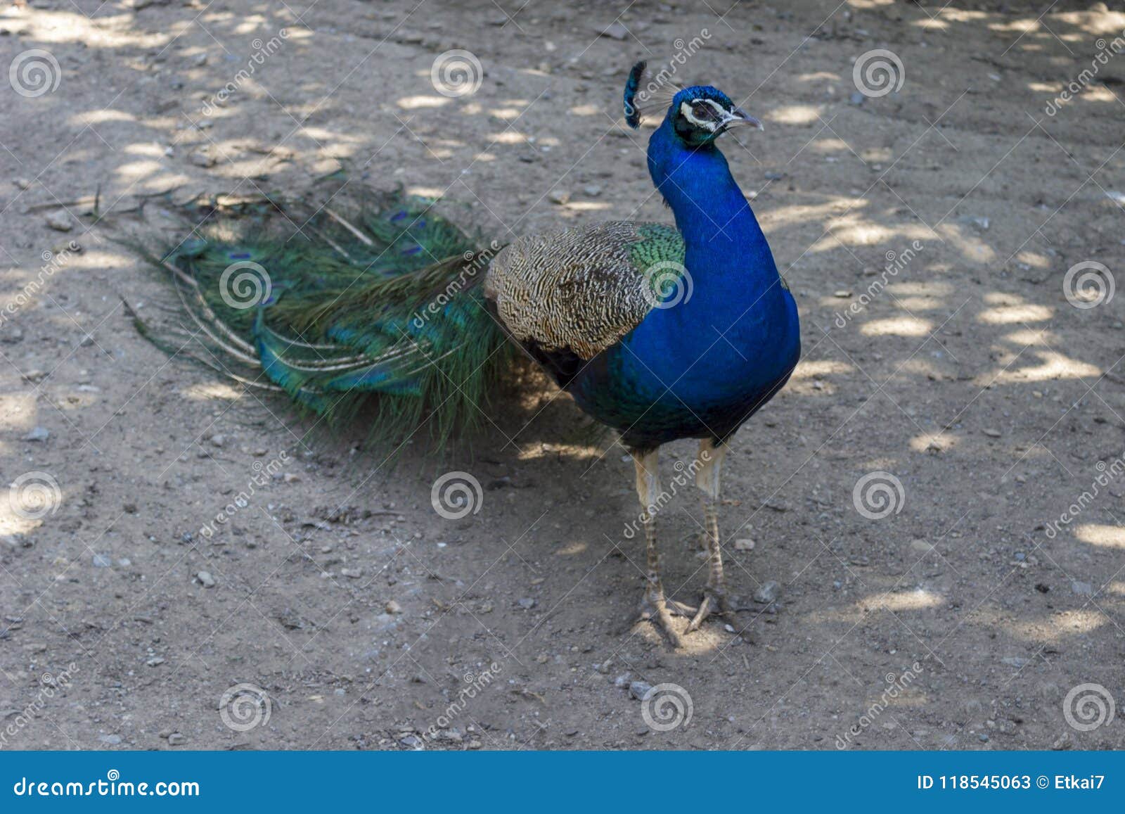 Close-up, a Peacock Standing on the Ground. Stock Image - Image of ...