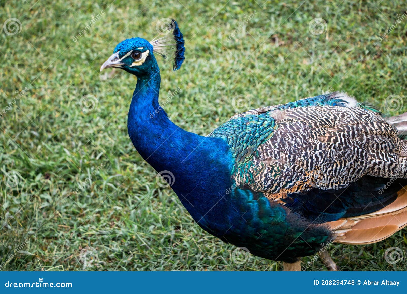 Peacock Standing Majestically Stock Photo - Image of germany, animal ...