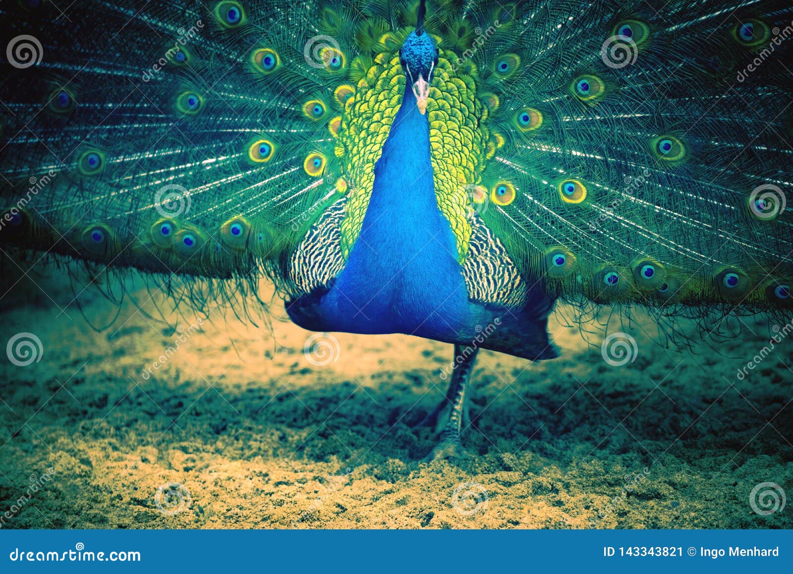 Peacock Standing on One Leg Stock Image - Image of elegant, head: 143343821