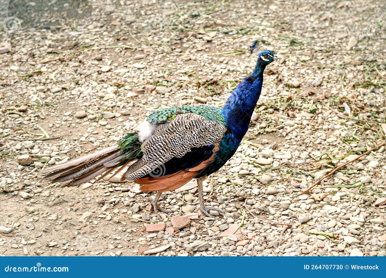 Peacock Standing in a Park Looking Aside Stock Photo - Image of park ...