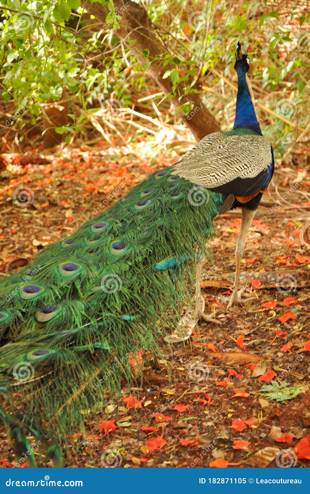 Peacock Standing in Red Leaves Stock Image - Image of colors ...