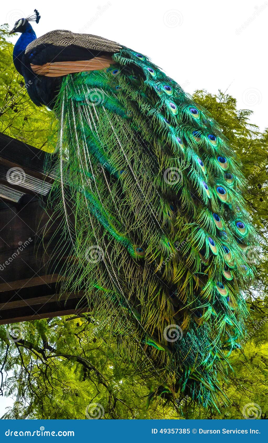 Peacock stock image. Image of nature, full, peafowl, plumage - 49357385