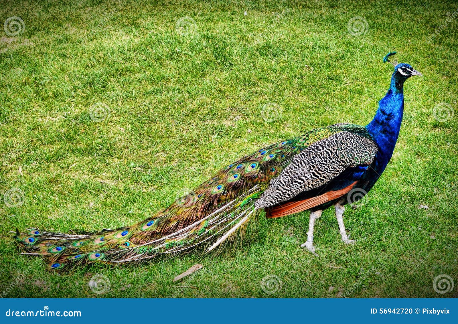 Peacock Standing stock photo. Image of showoff, crest - 56942720