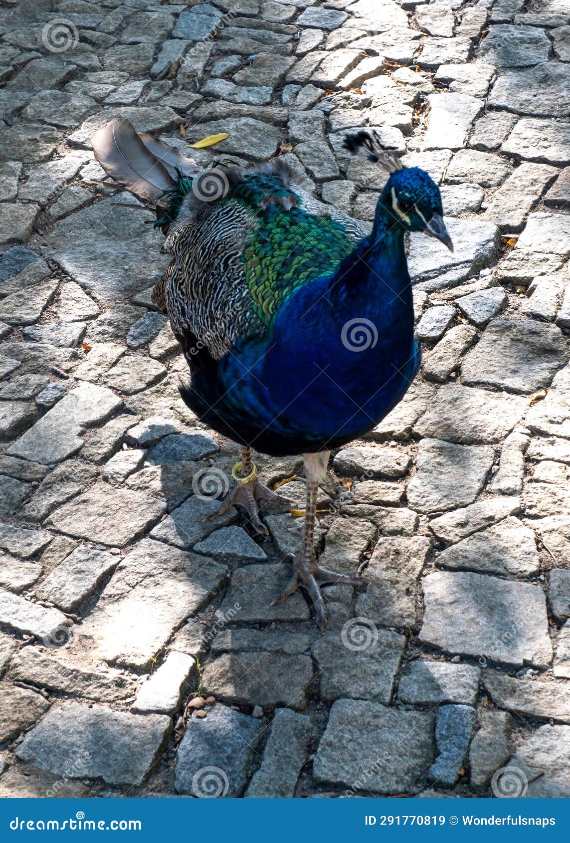 A Peacock Standing on the Stone Pavement Stock Image - Image of blue ...