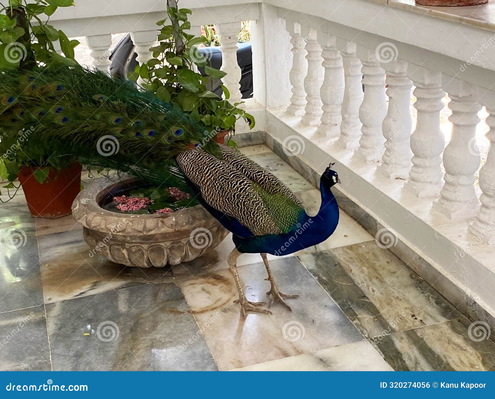 Peacock Standing in the Verandah with White Pillar Boundary Stock Photo ...