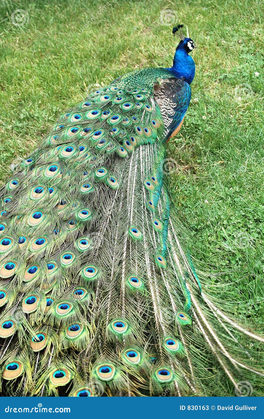 Peacock Strut stock image. Image of showy, vibrant, multicolored - 830163