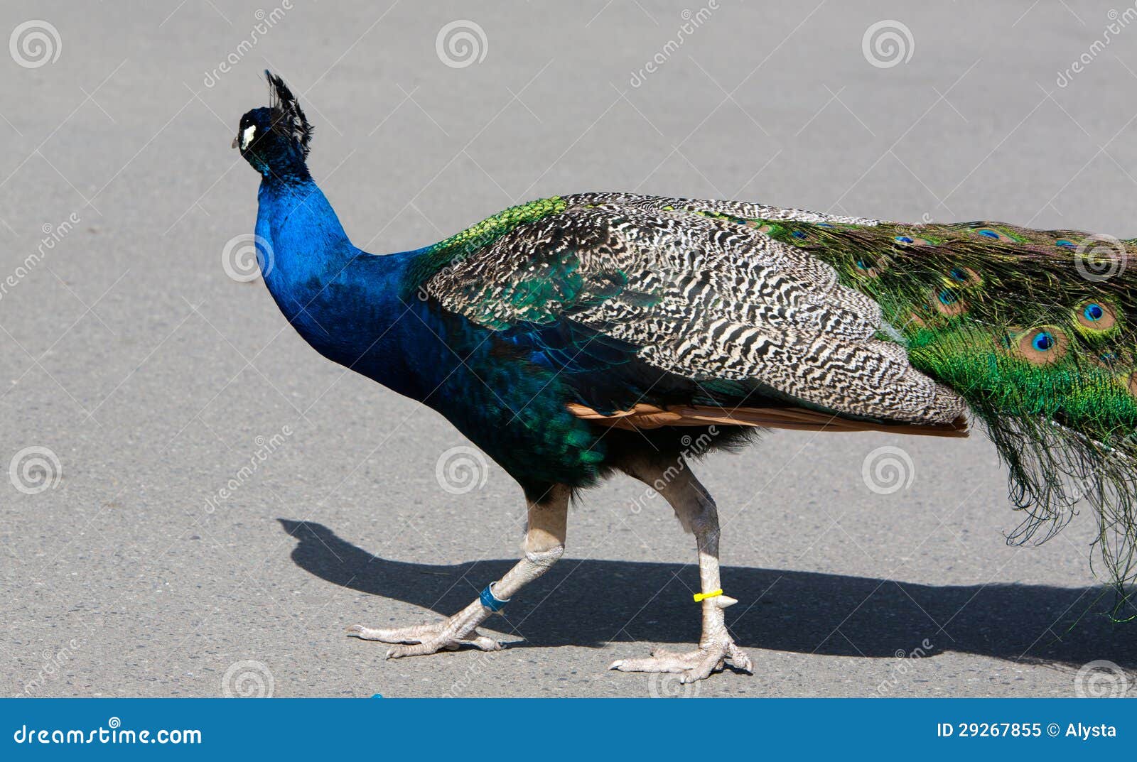 Peacock Strutting Across Road Stock Photos - Free & Royalty-Free Stock ...