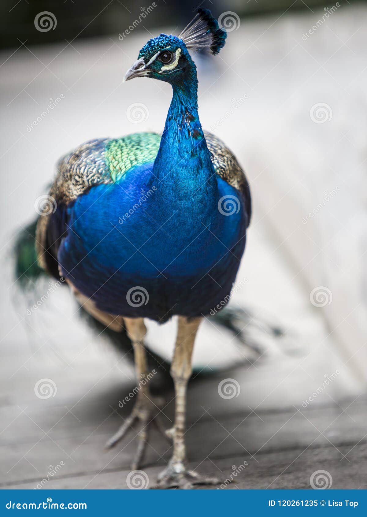 Peacock Strutting His Stuff Stock Image - Image of hera, green: 120261235