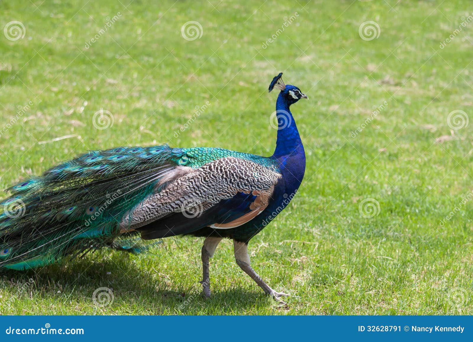 Peacock stock image. Image of grass, peacock, feathers - 32628791