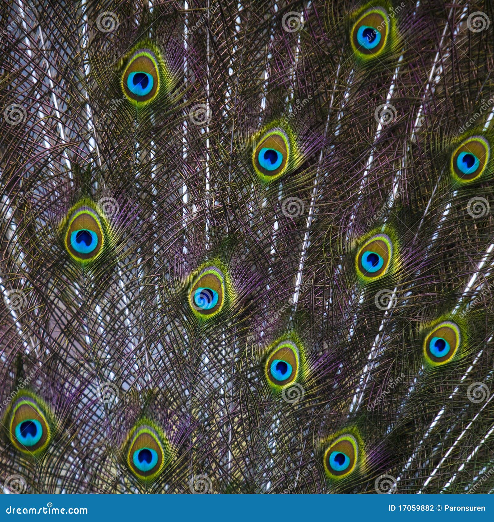 Peacock Tail Feathers Texture For Background Royalty-Free Stock ...