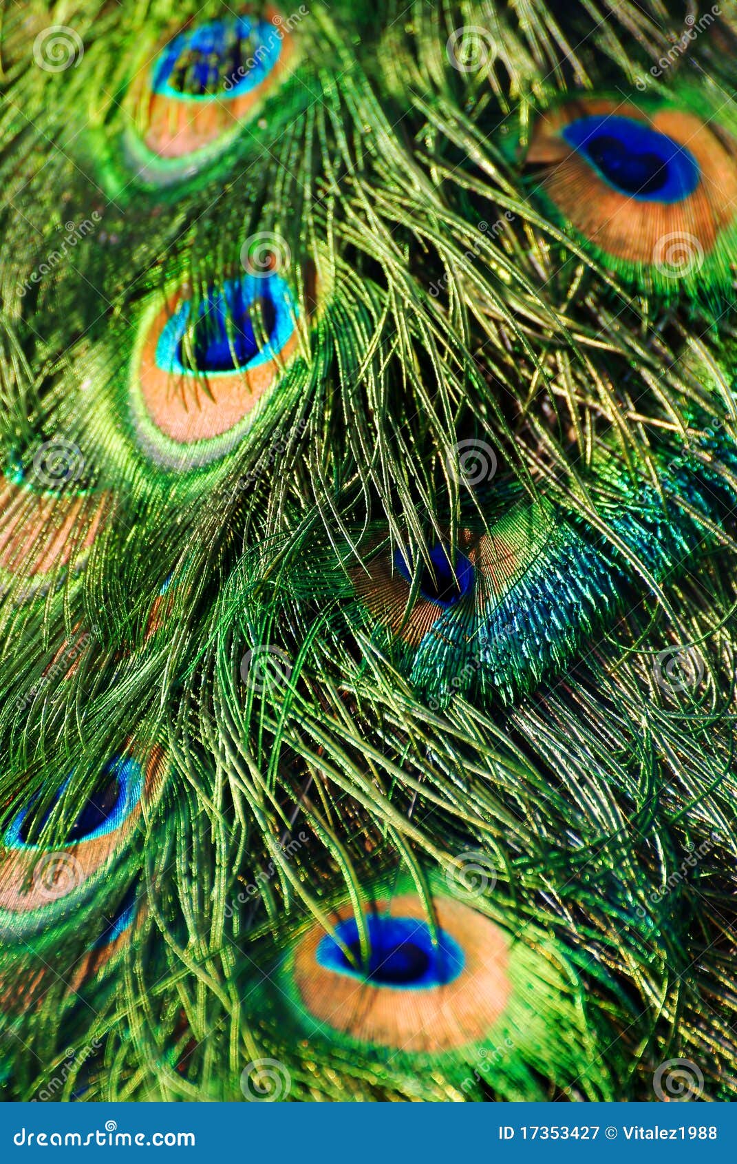 The peacock tail stock image. Image of feather, blue - 17353427