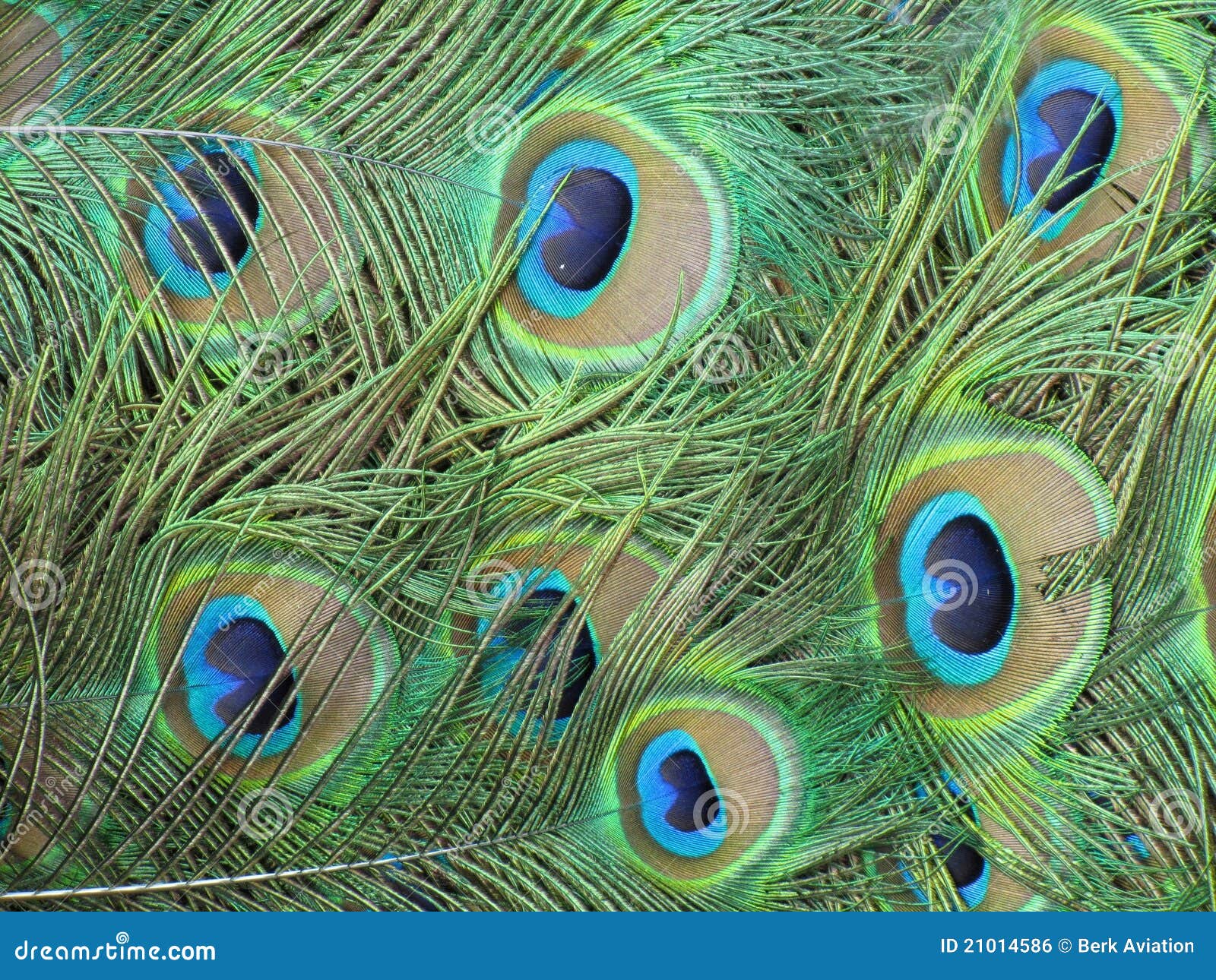 Peacock tail stock photo. Image of peacock, tail, blue - 21014586