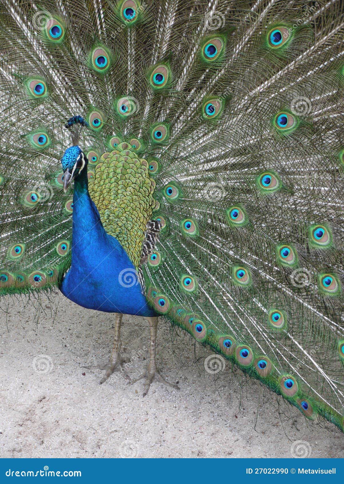 Peacock Tail stock photo. Image of feather, courtship - 27022990