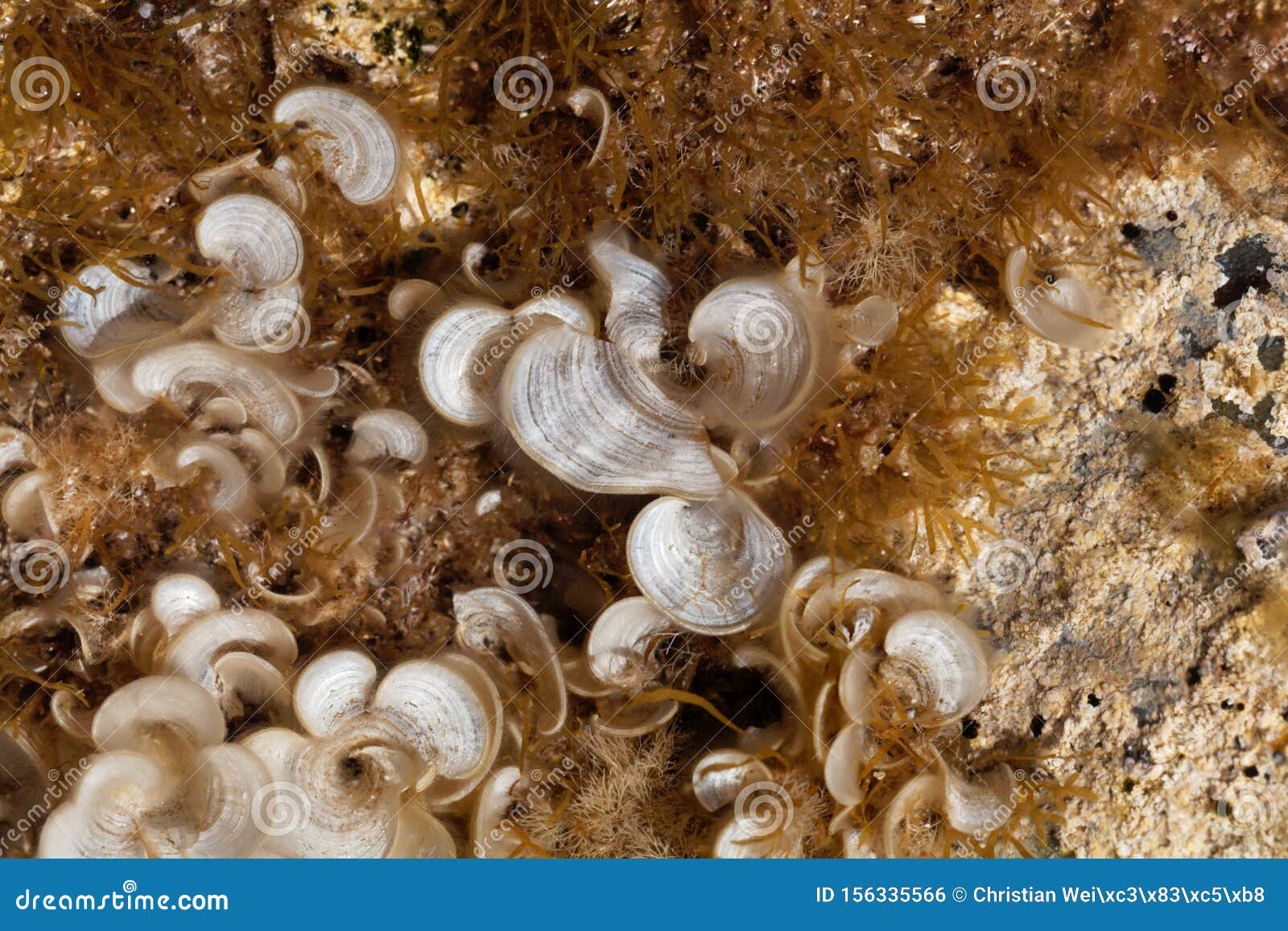 Peacock Tail Brown Algae, Padina Pavonica Stock Photo - Image of ...