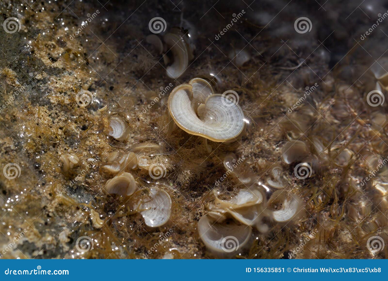 Peacock Tail Brown Algae, Padina Pavonica Stock Image - Image of ...