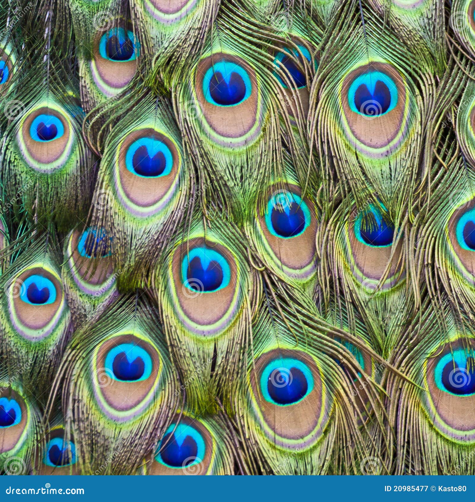 Peacock Tail Feathers Texture For Background Royalty-Free Stock ...