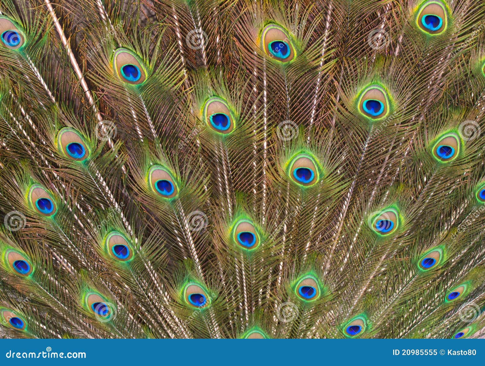 Peacock Tail Feathers Texture For Background Stock Image ...