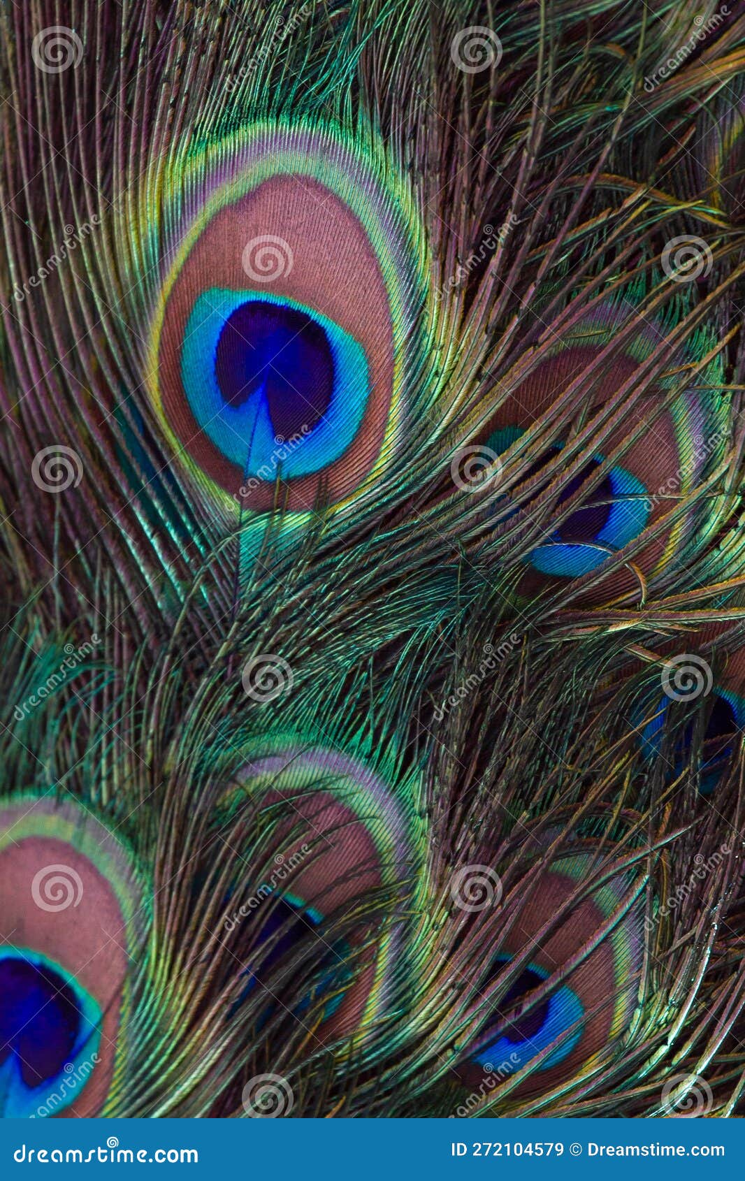 Peacock Car Logo Stock Photos - Free & Royalty-Free Stock Photos from ...