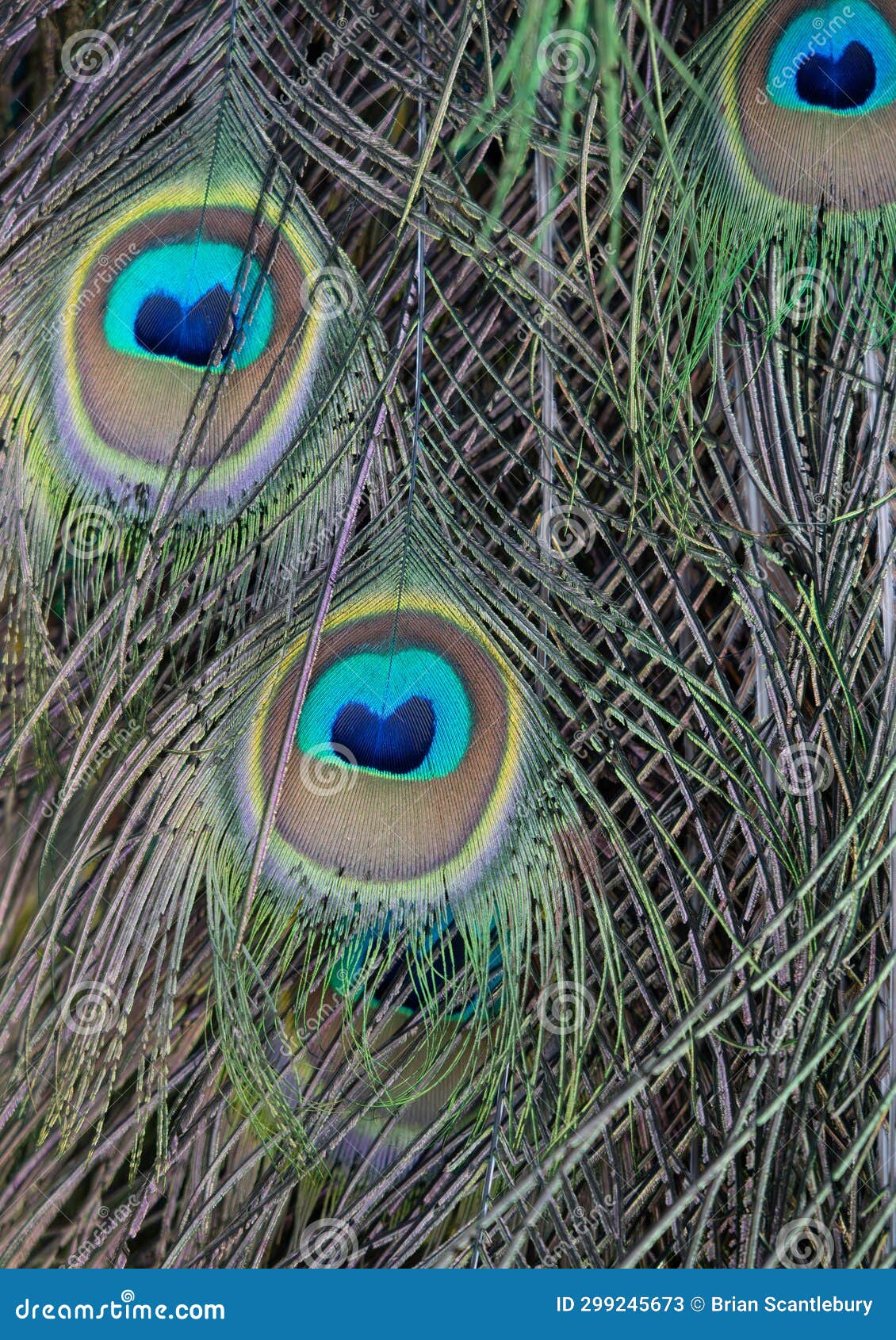 Peacock tail feather stock image. Image of colourful - 299245673