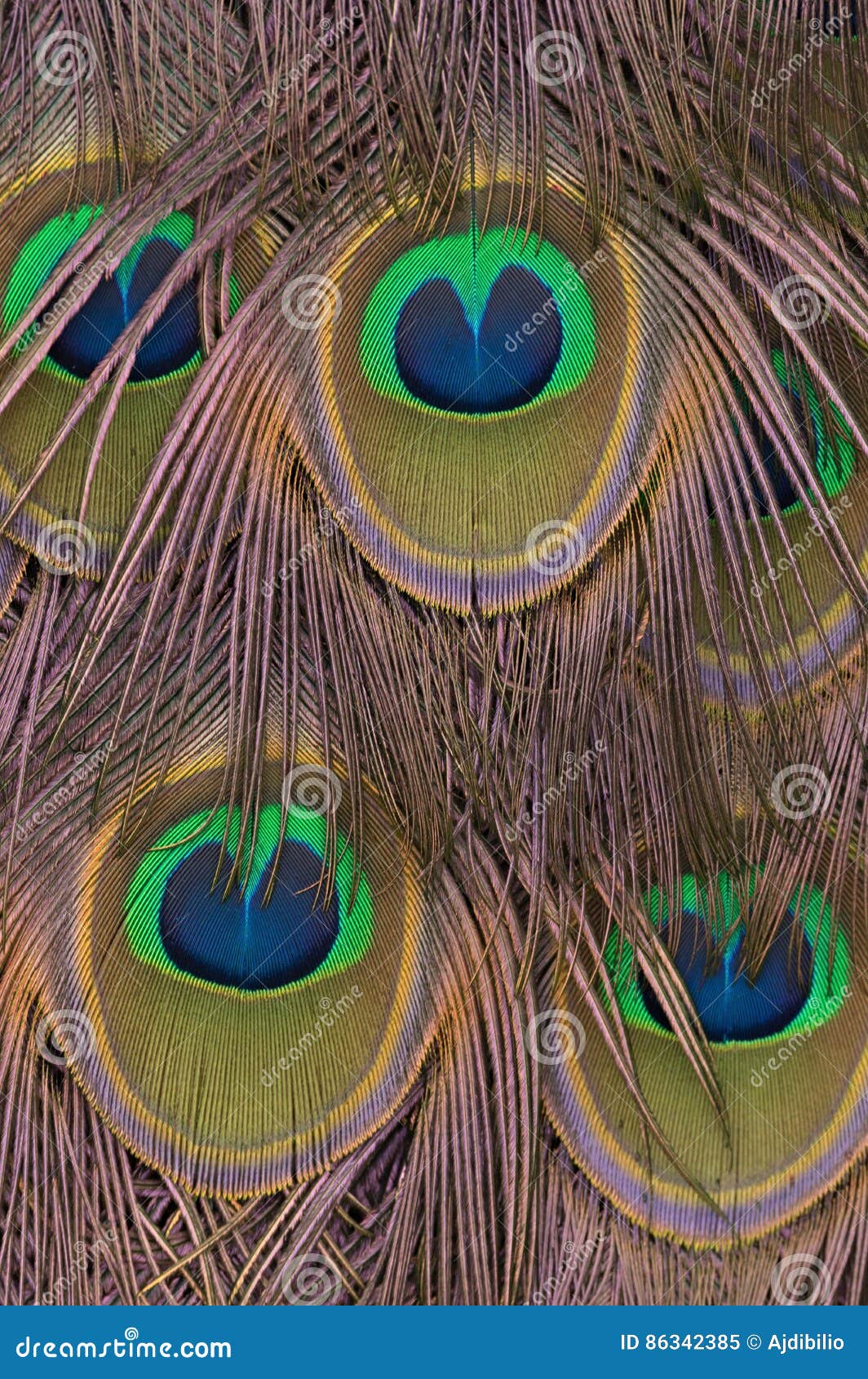 Peacock Tail Feathers Eye-spot. Stock Image - Image of cristatus ...