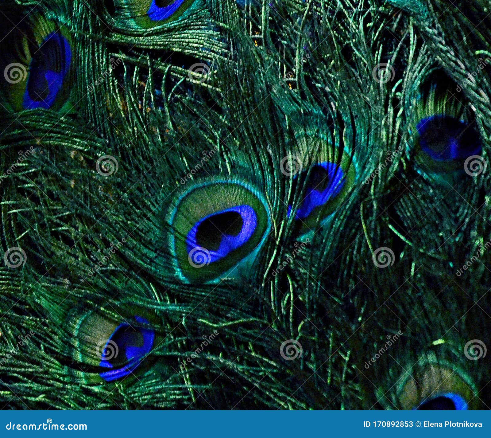 Peacock Tail Feathers Texture For Background Stock Image ...