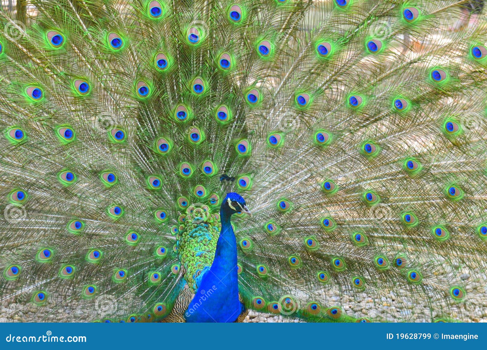 Peacock tail hypnosis stock image. Image of bright, feather - 19628799