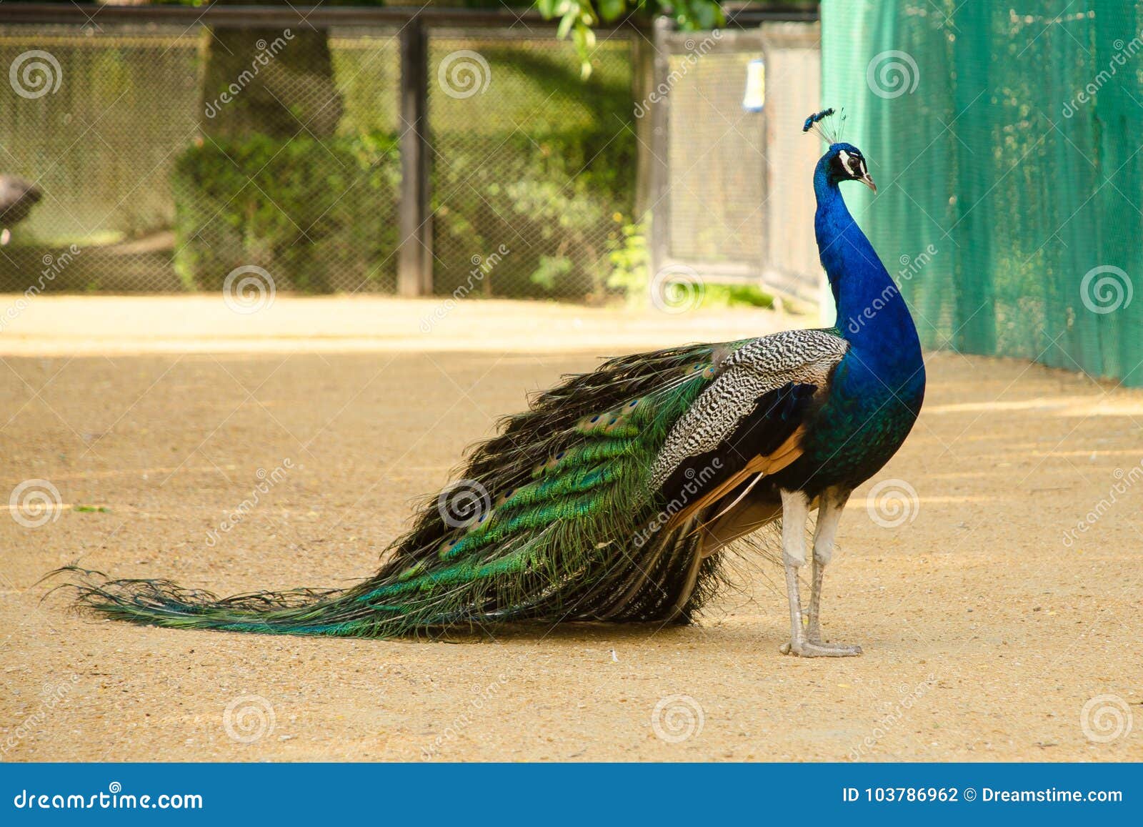Peacock with Tail Lowered. Side View Stock Photo - Image of feathers ...